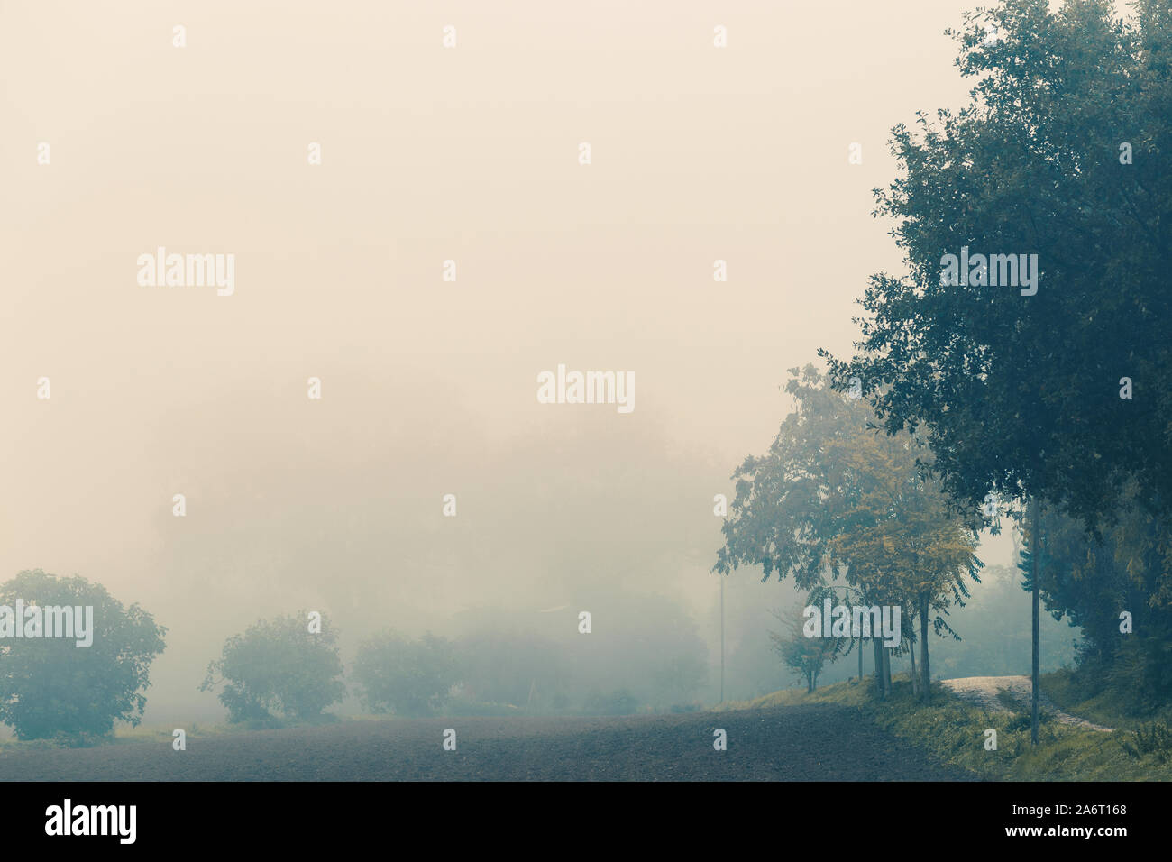Countryside autumn landscape, trees in a foggy day, natural background ...