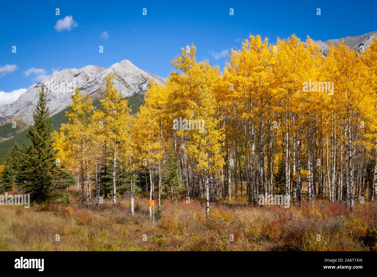 Aspen trees with golden yellow autumnal leaves in Kananaskis in the ...