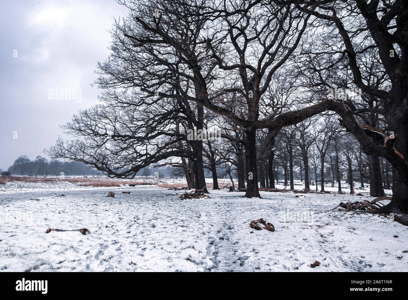 Snow falling over majestic trees in Richmond park on a winter day ...