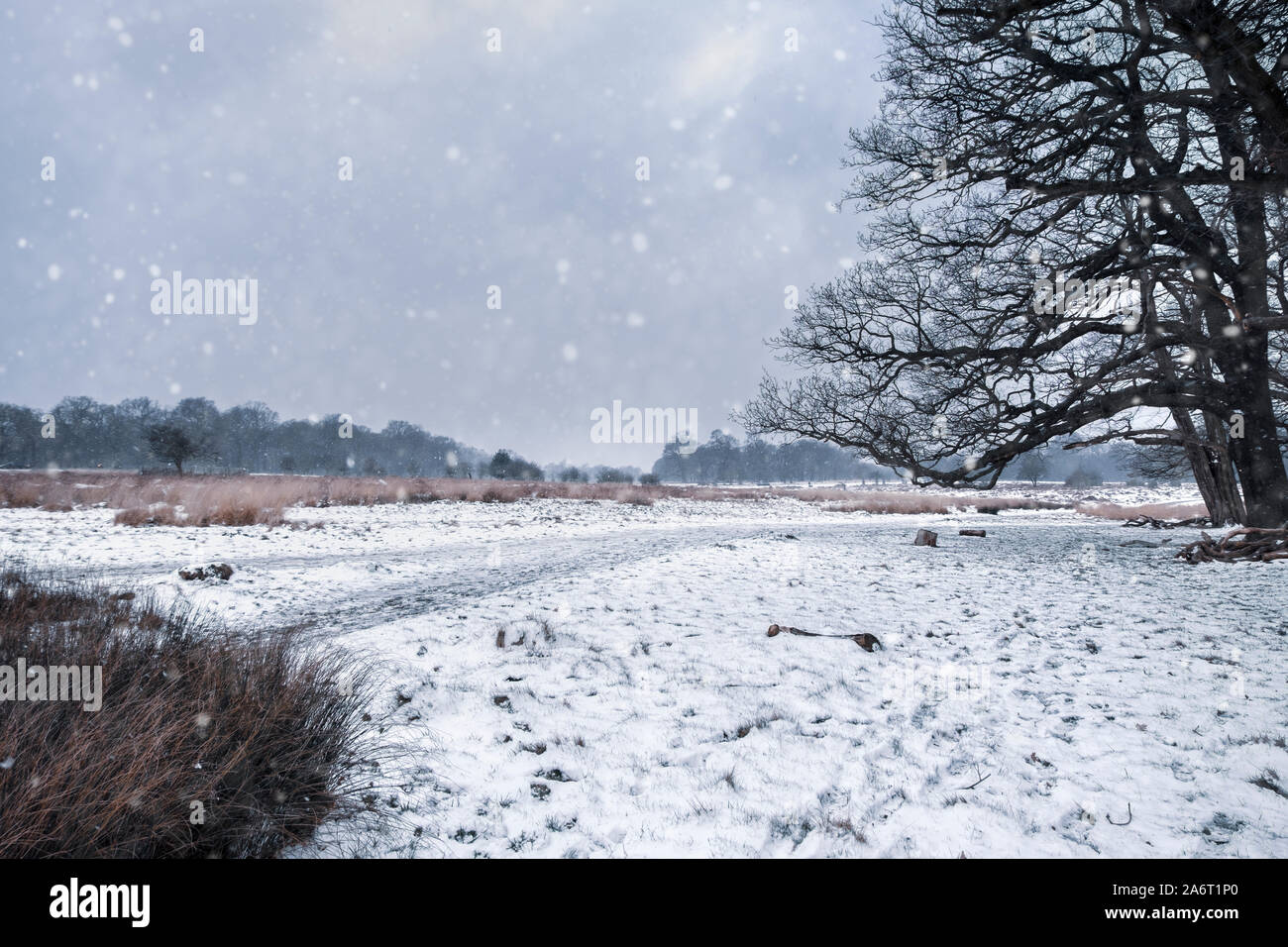 Snow falling over majestic trees in Richmond park on a winter day ...