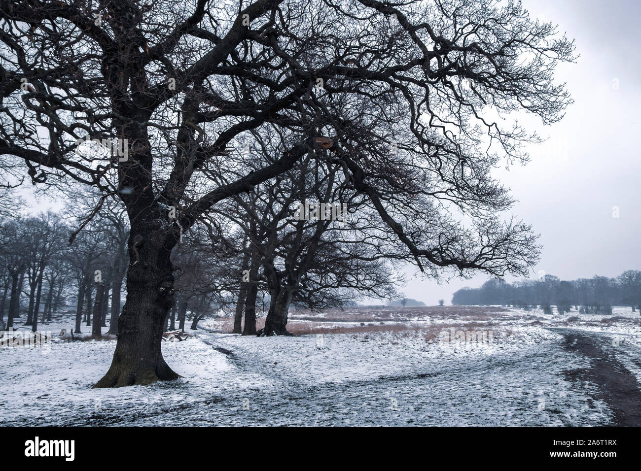Snow falling over majestic trees in Richmond park on a winter day ...