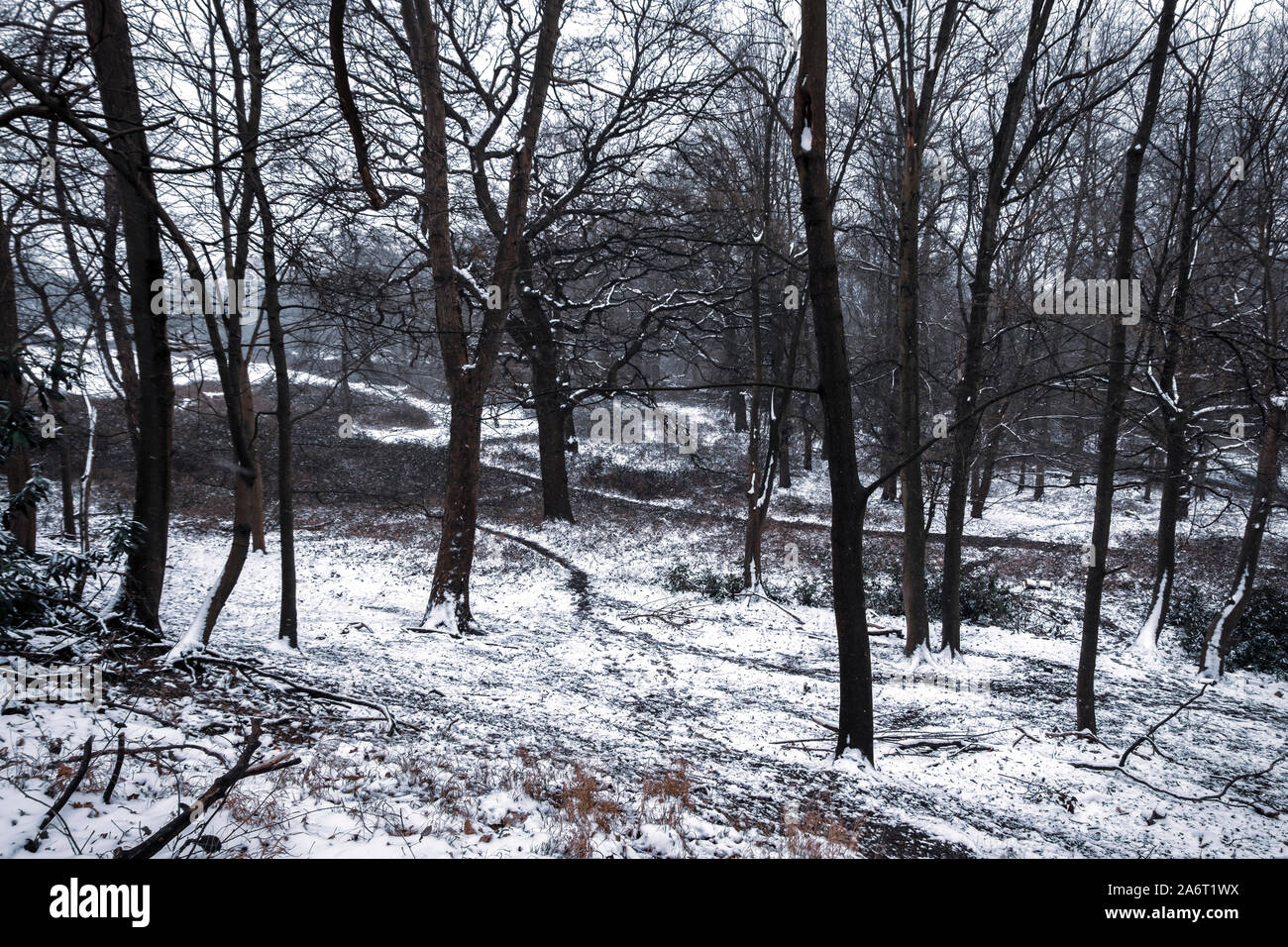 Path through the forest in Richmond park on a winter day. Richmond Park ...