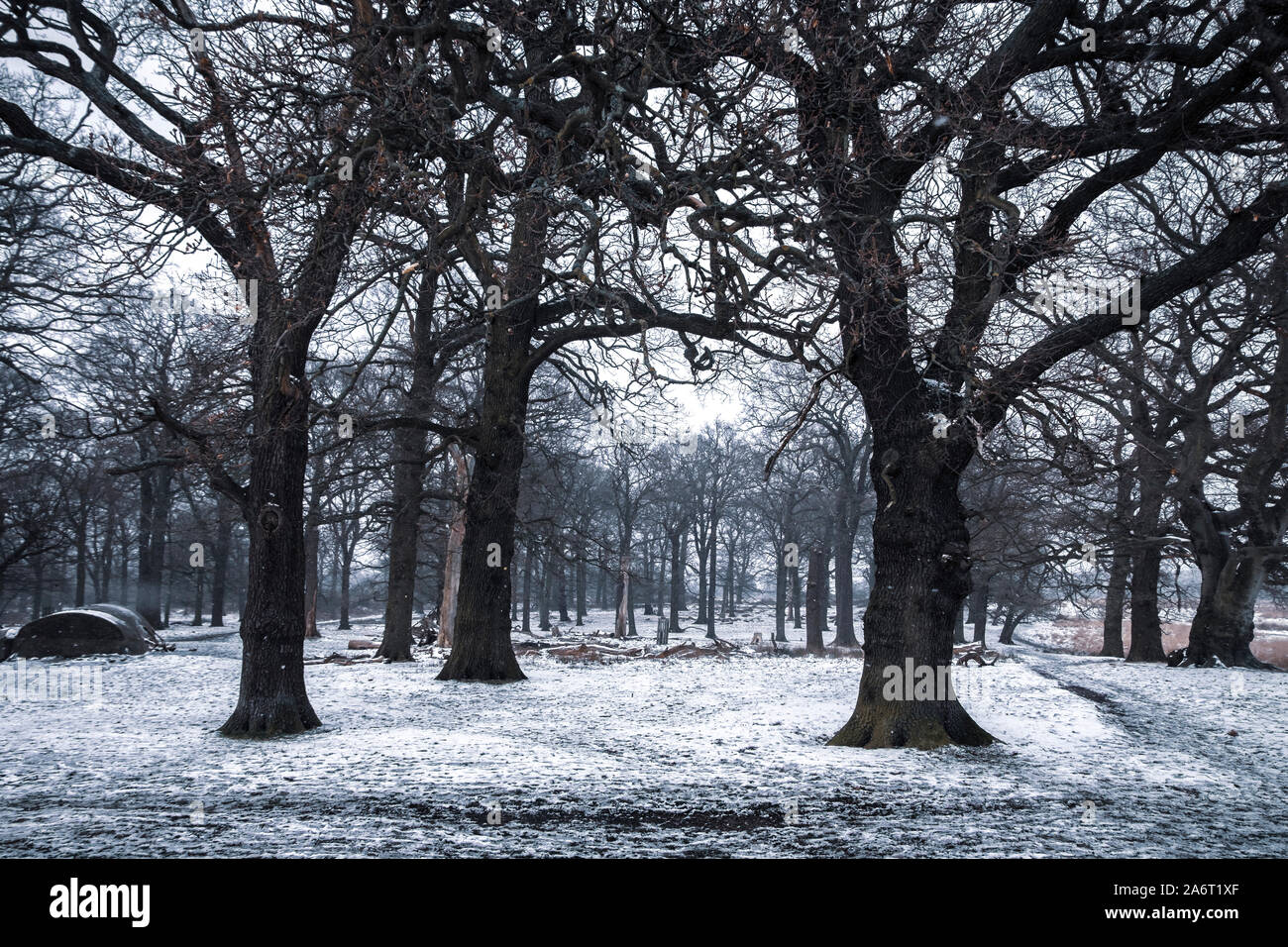 Snow falling over majestic trees in Richmond park on a winter day ...