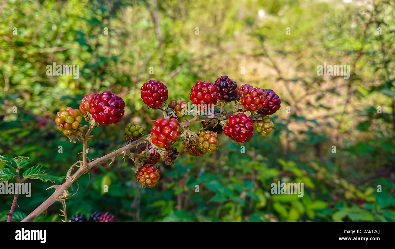 Black and red blackberries in a forest (Rubus ulmifolius) with green ...
