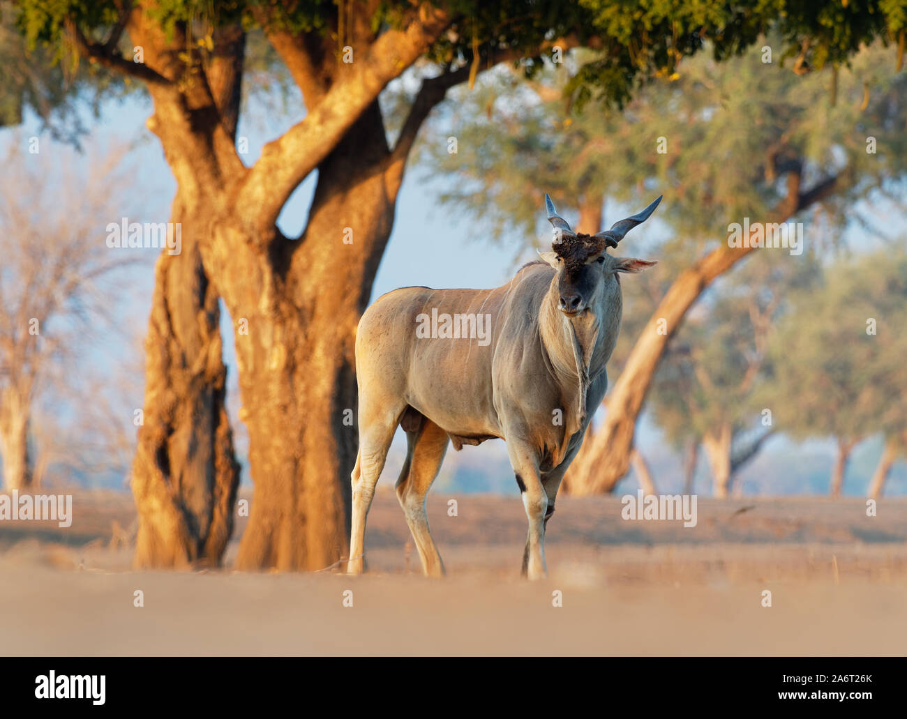Horn Of Africa High Resolution Stock Photography and Images - Alamy