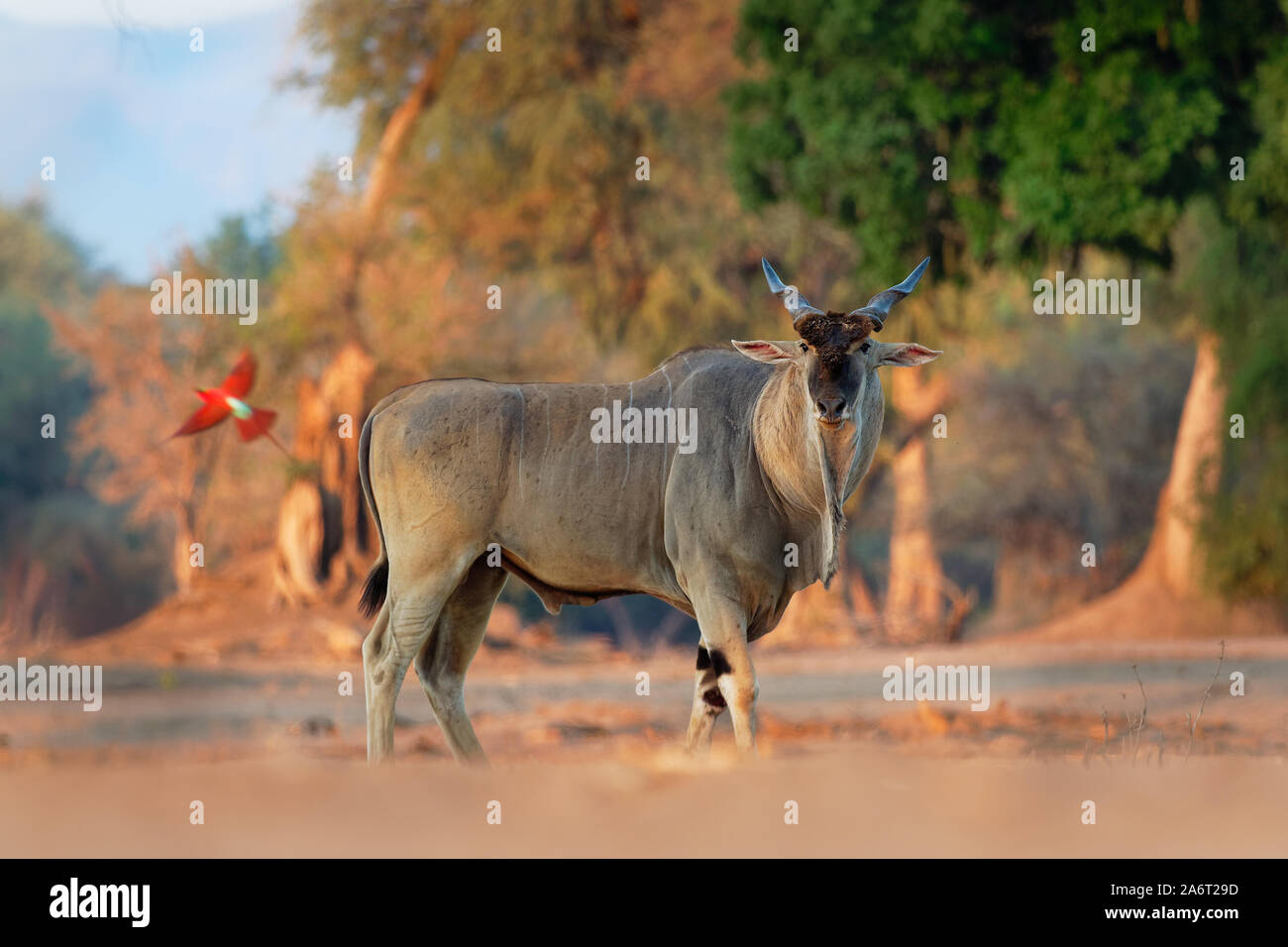 Common Eland - Taurotragus oryx also the southern eland or eland ...