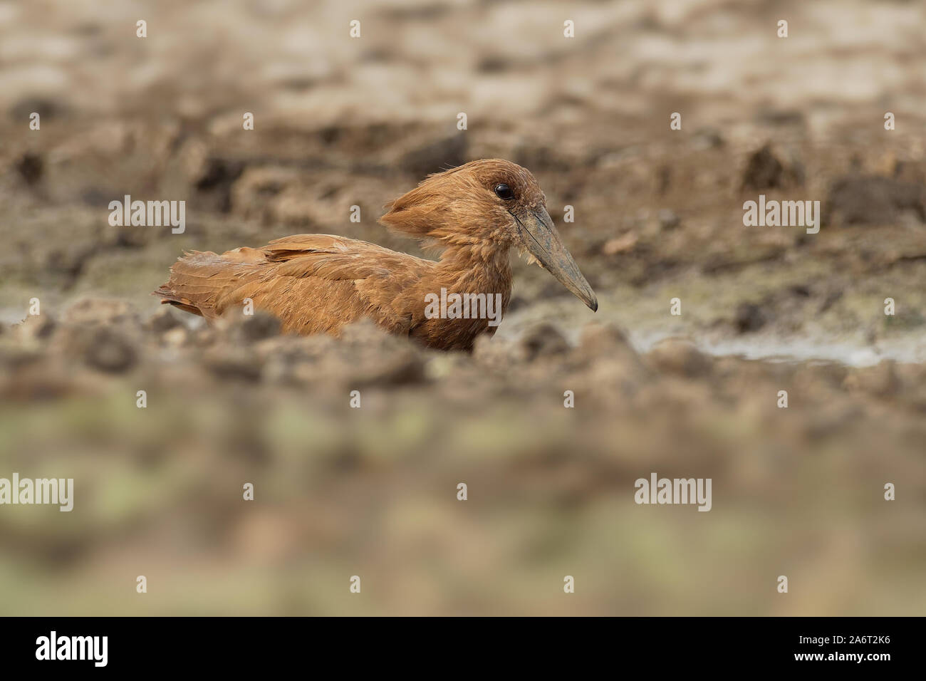 Genus scopus species hi-res stock photography and images - Alamy