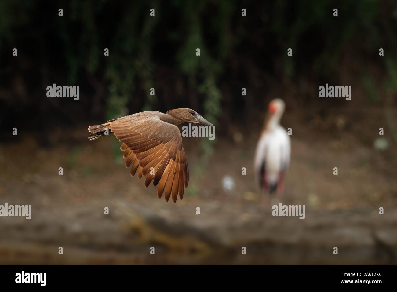 Hamerkop - Scopus umbretta medium-sized brown wading bird. It is the ...