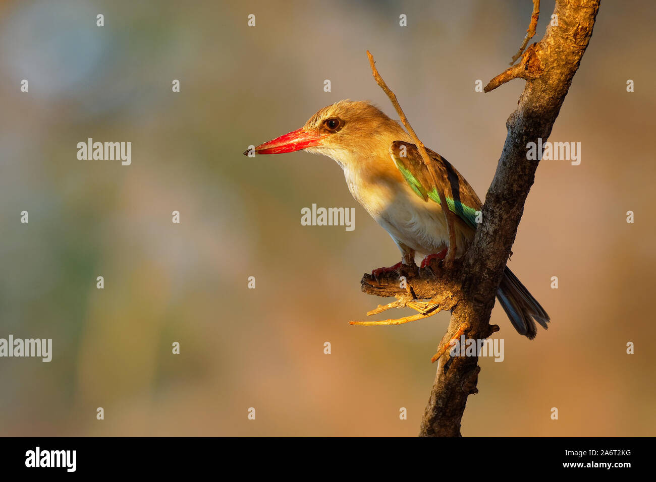 Brown-hooded Kingfisher - Halcyon albiventris red billed bird with ...