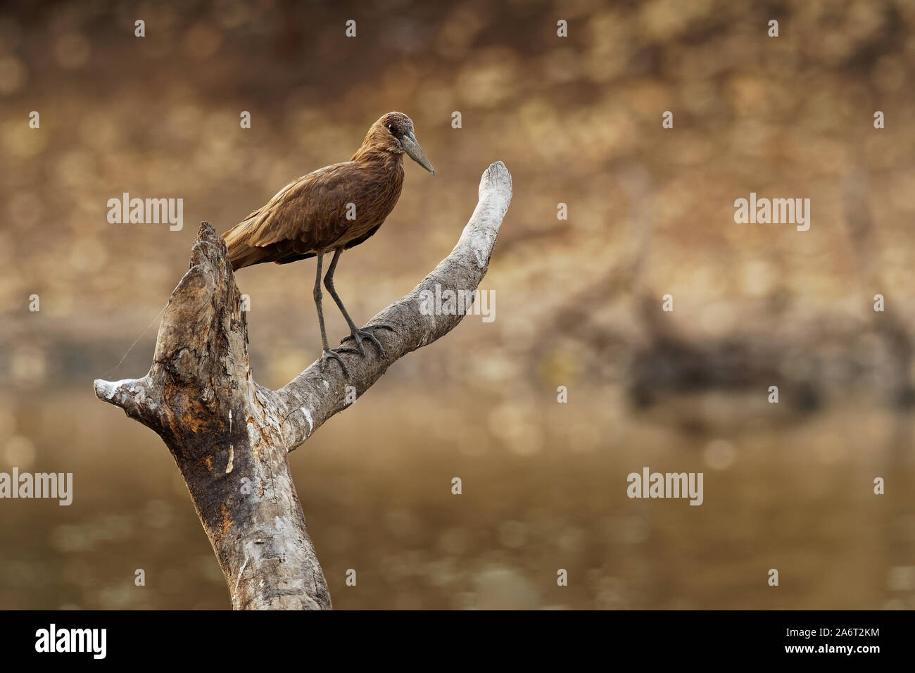 Hamerkop - Scopus umbretta medium-sized brown wading bird. It is the ...