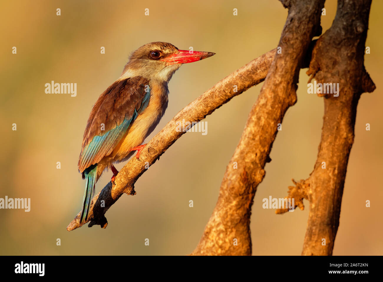 Brown-hooded Kingfisher - Halcyon albiventris red billed bird with ...