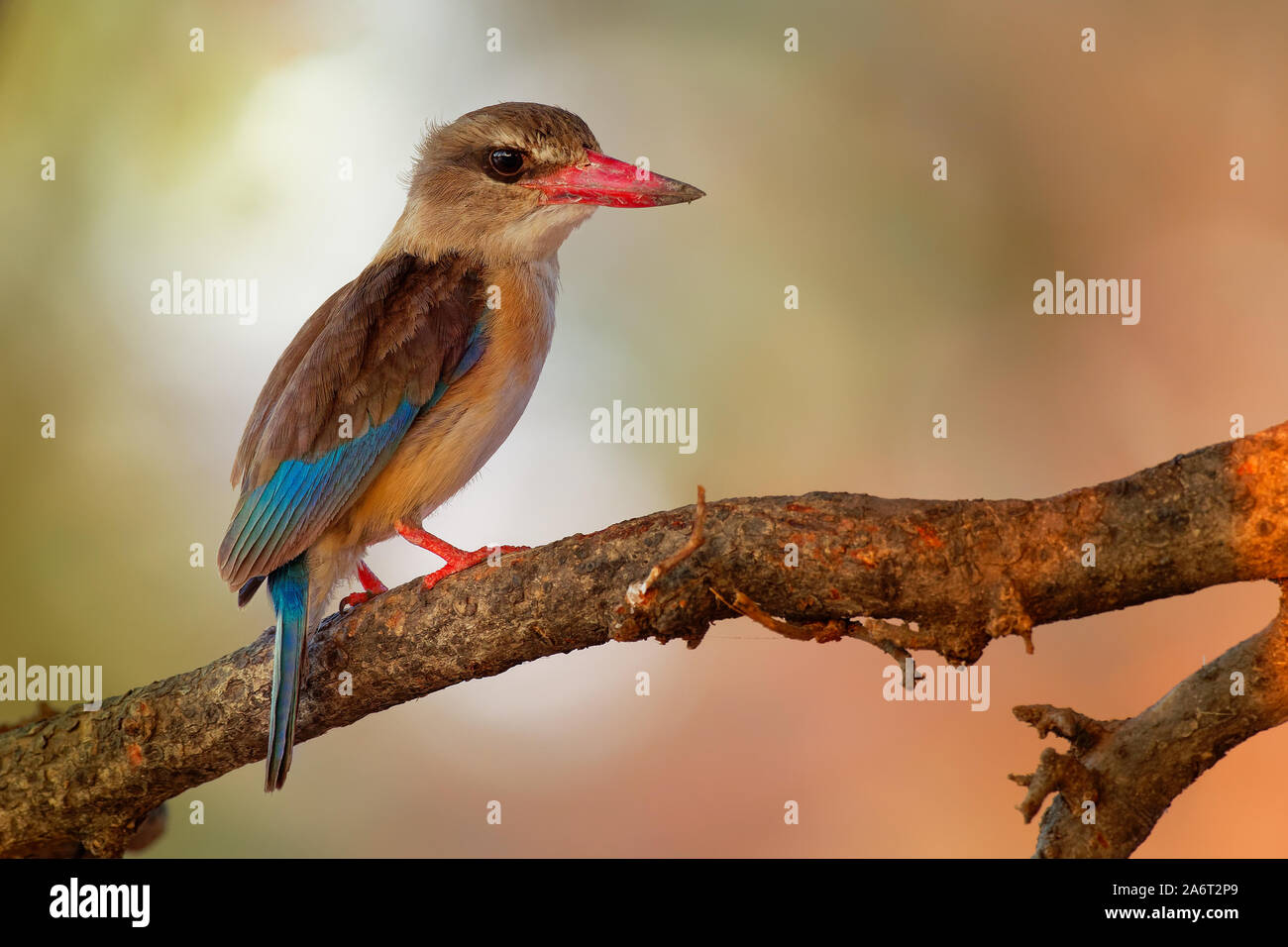 Brown-hooded Kingfisher - Halcyon albiventris red billed bird with ...