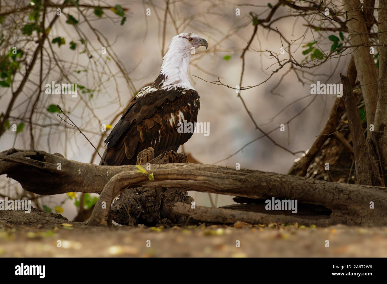African Fish-eagle - Haliaeetus vocifer large species of white and ...