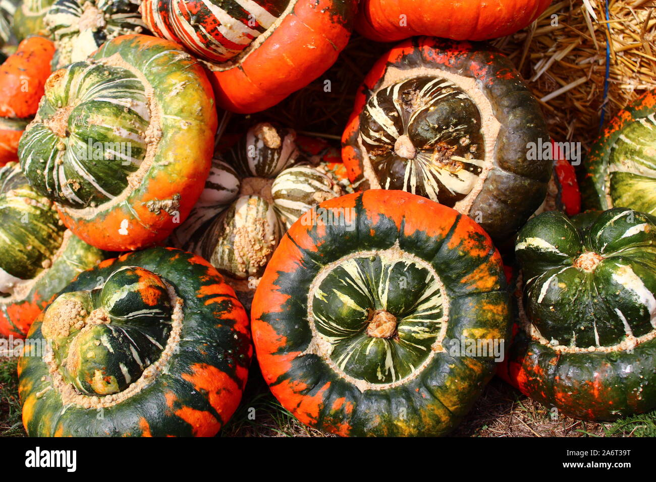 The picture shows many bishop's caps Stock Photo - Alamy