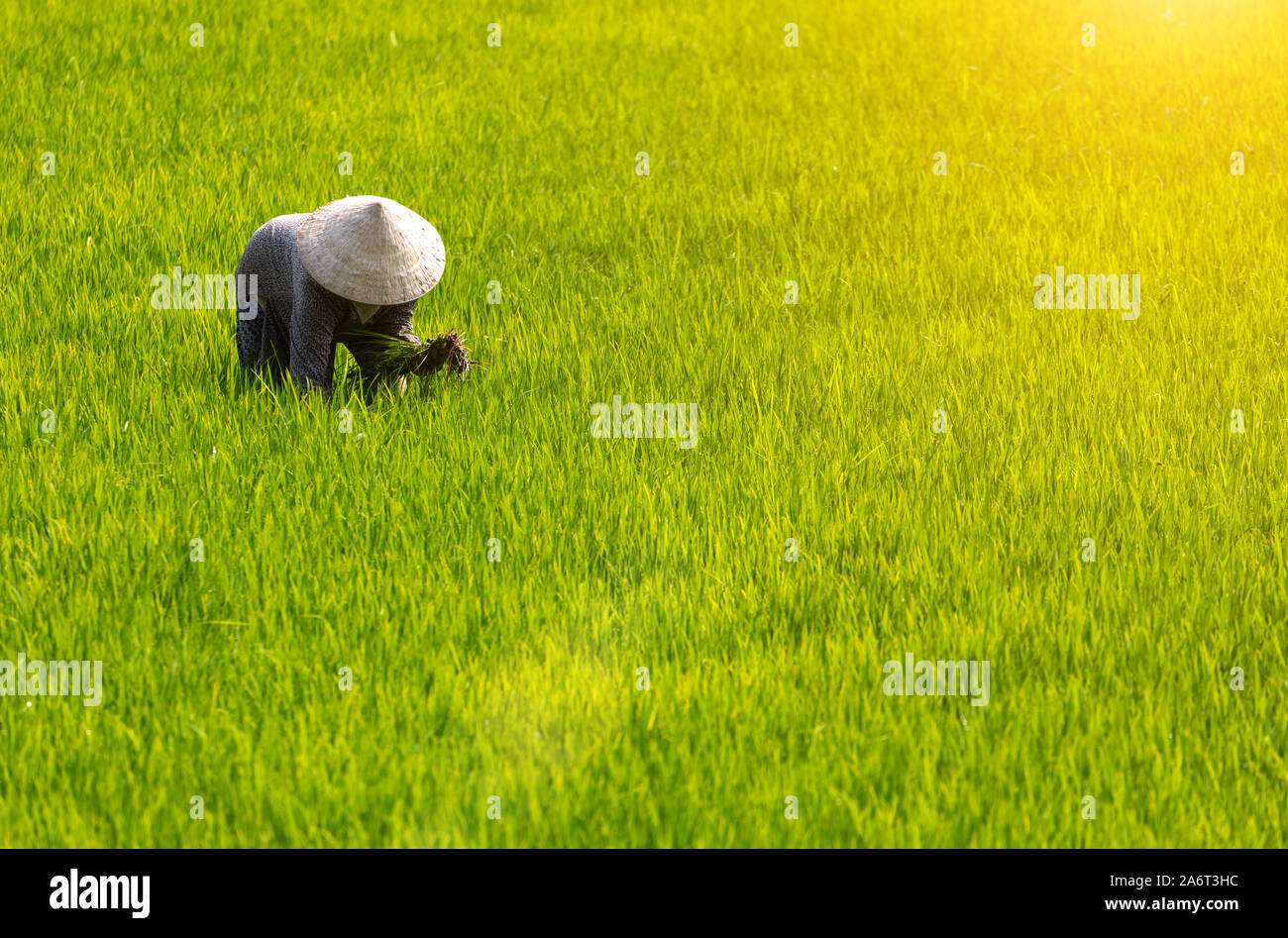 woman working in rice field Stock Photo - Alamy
