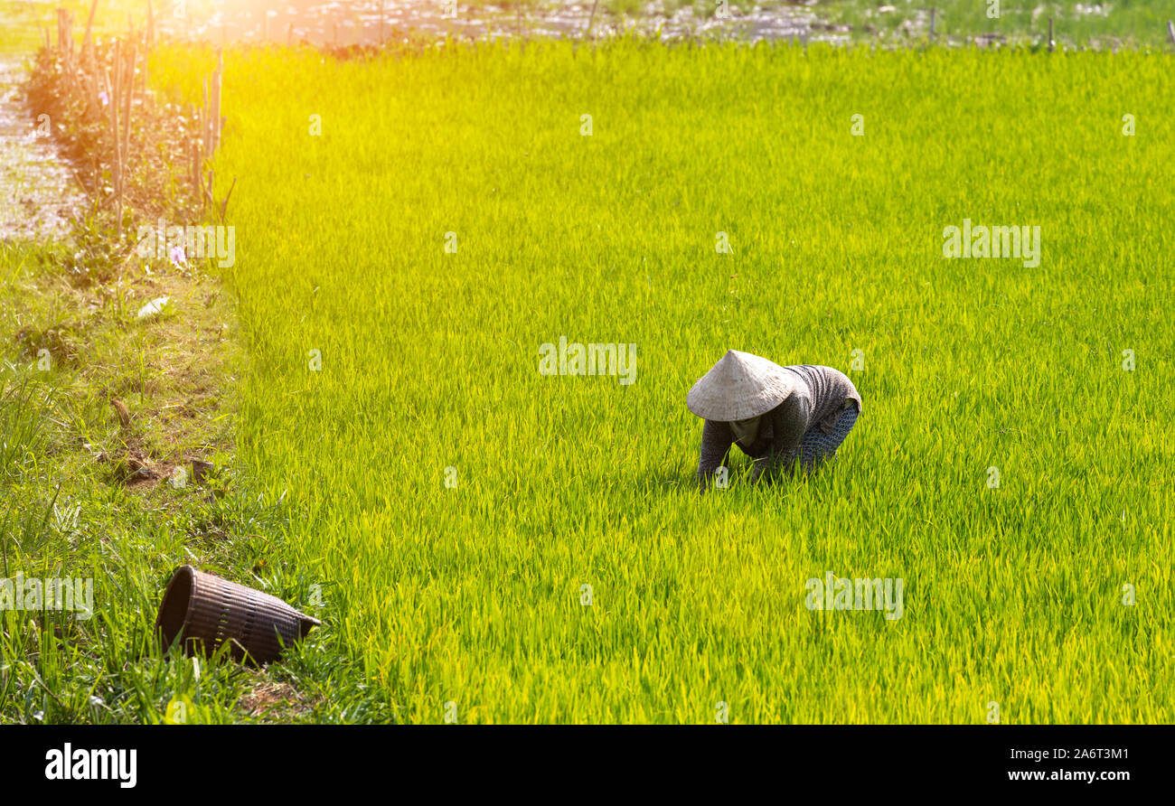 labor of Vietnamese women in a rice field Stock Photo - Alamy