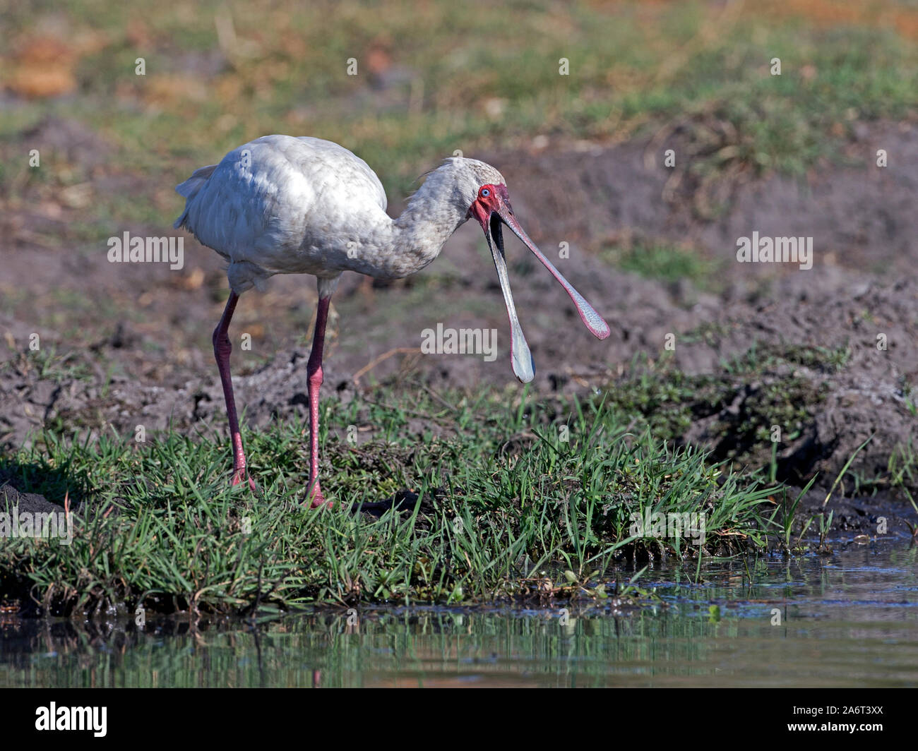 Spoonbill birds hi-res stock photography and images - Alamy