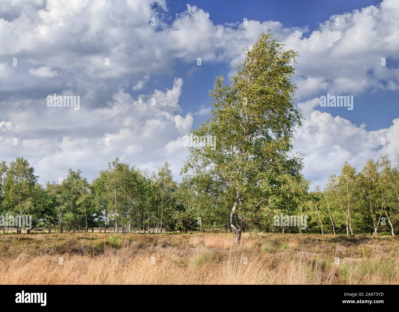 Birch trees and grassland hi-res stock photography and images - Alamy