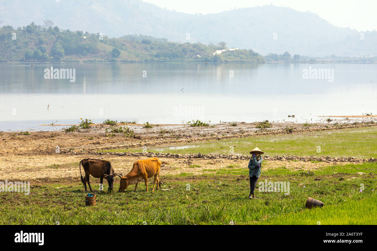 Vietnamese herdsman herding cows on the background of the lake Stock ...