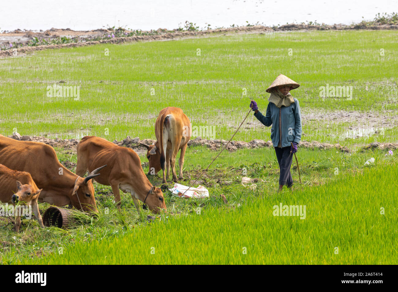 Herding cows hi-res stock photography and images - Alamy