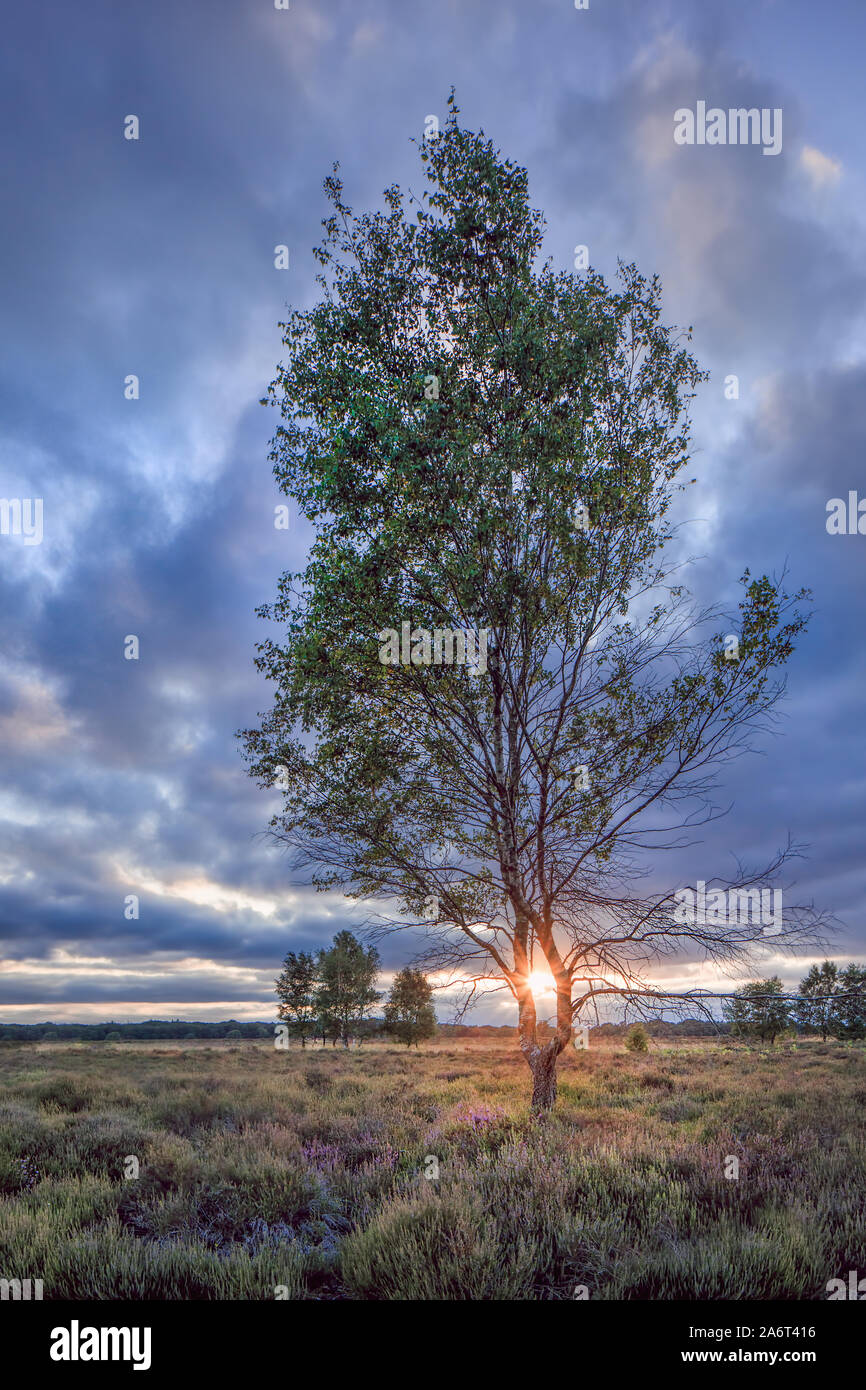 Heath land landscape hi-res stock photography and images - Alamy