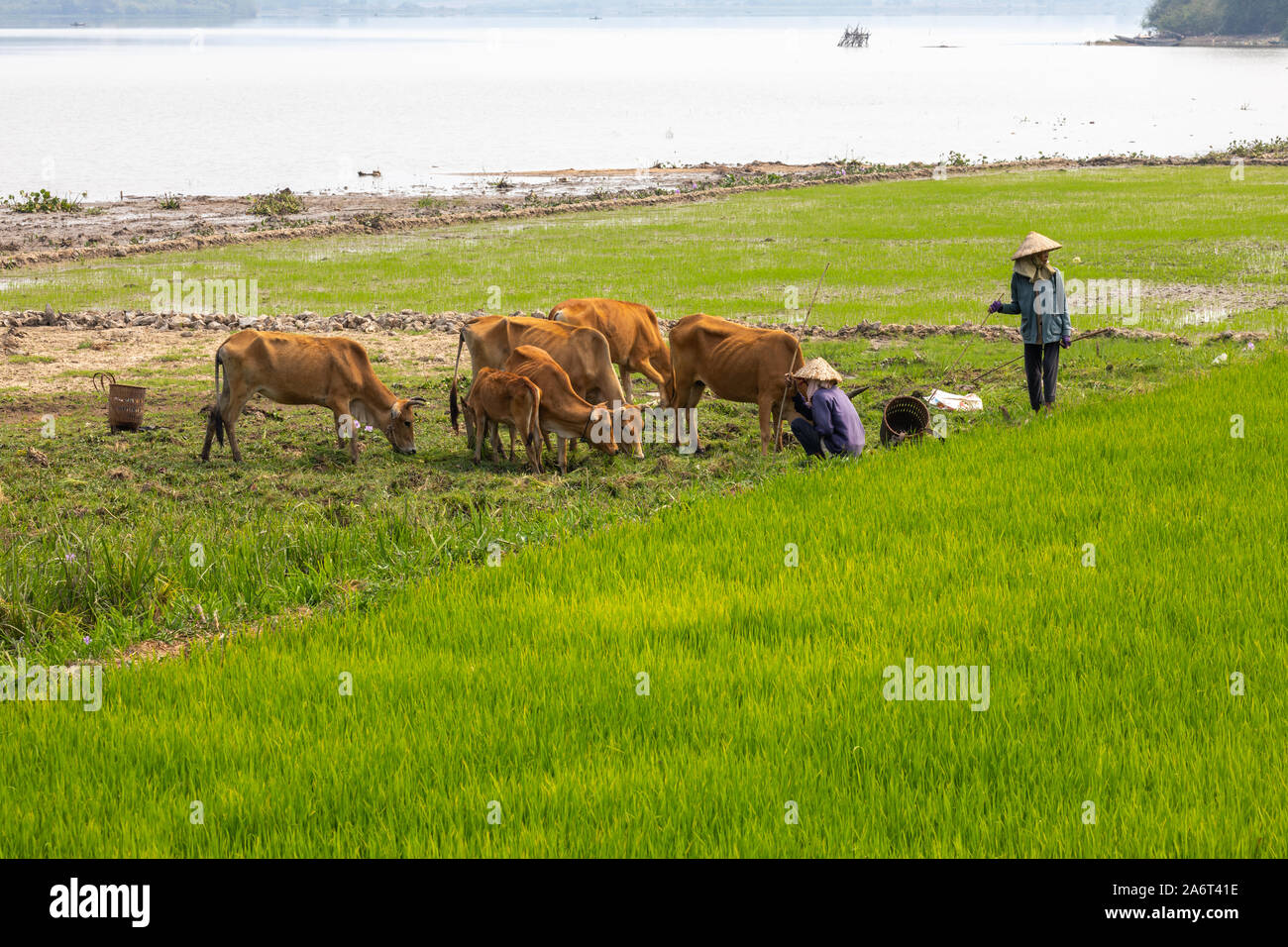 Vietnamese from the village of mnong and his cows Stock Photo - Alamy