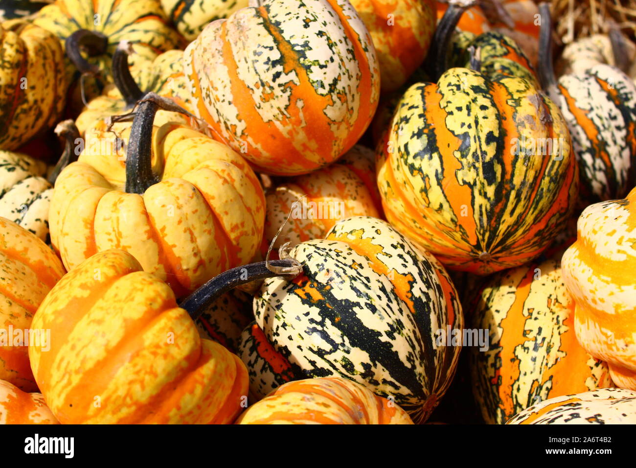 The picture shows many little pumpkins Stock Photo - Alamy