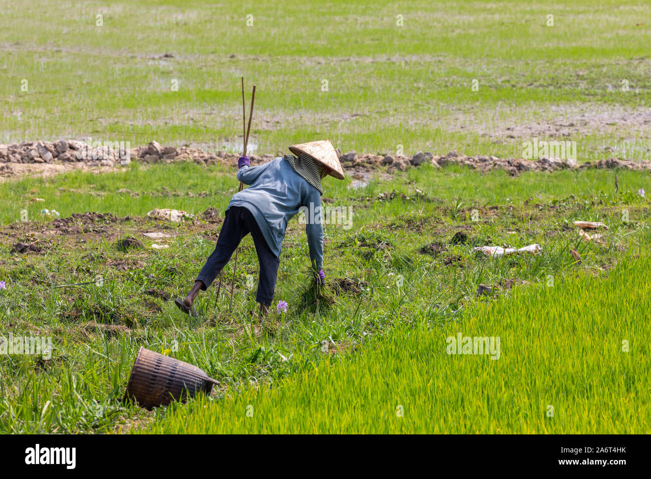 Vietnamese working in a rice field Stock Photo - Alamy