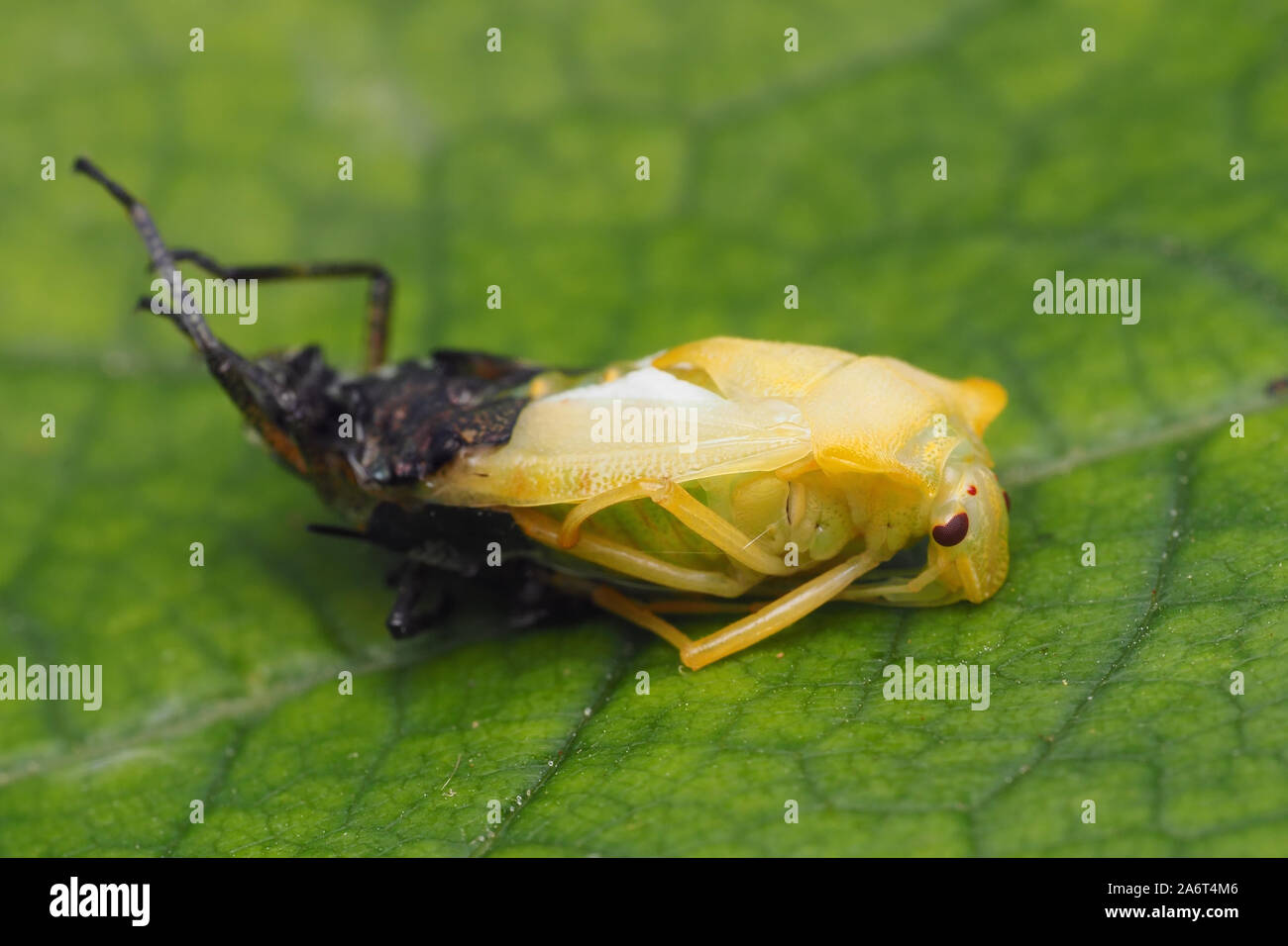 Side view of an emerging adult Forest Shieldbug (Pentatoma rufipes) on ...