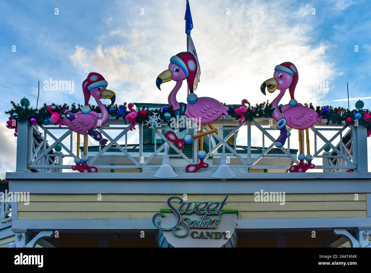 Flamingos seaworld orlando hi-res stock photography and images - Alamy