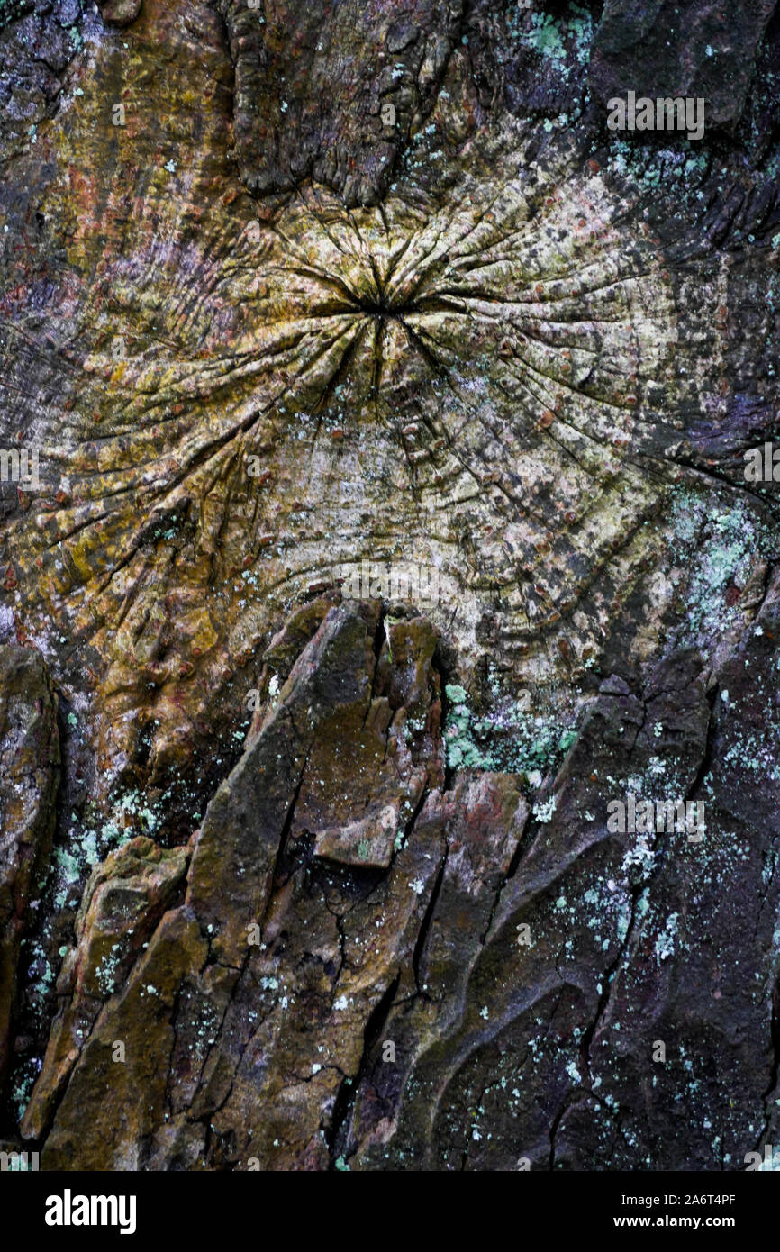 Scar on a tree trunk, Tivoli Park, Ljubljana, Slovenia Stock Photo - Alamy