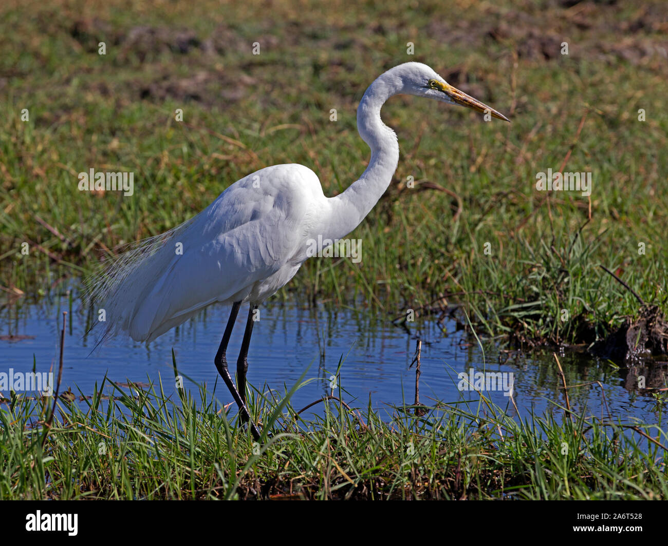 Great egret standing hi-res stock photography and images - Alamy