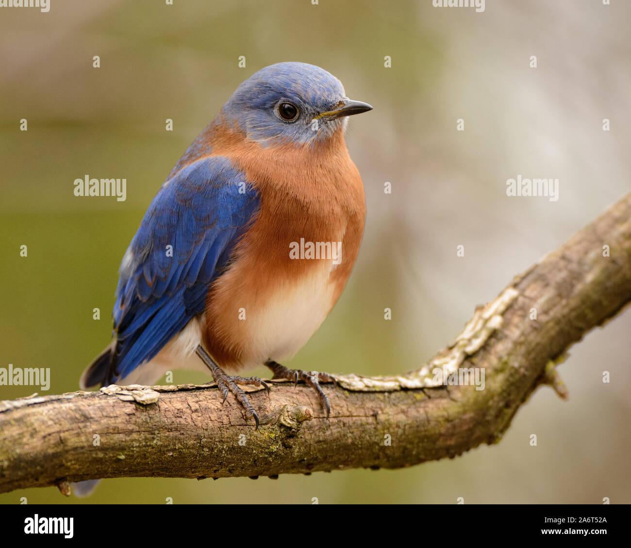 Close up view of an Eastern Bluebird resting on a branch Stock Photo ...