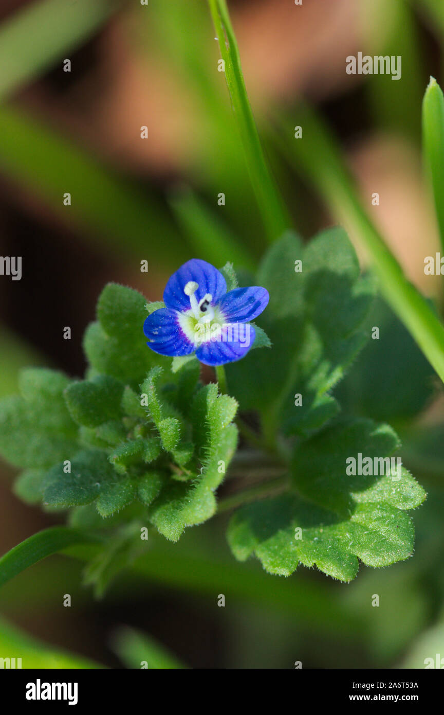 Close-up of a plant of the type veronica sp also called cat's eyes in ...