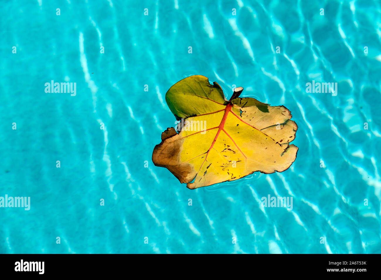 Fallen leaf floating in swimming pool Stock Photo - Alamy