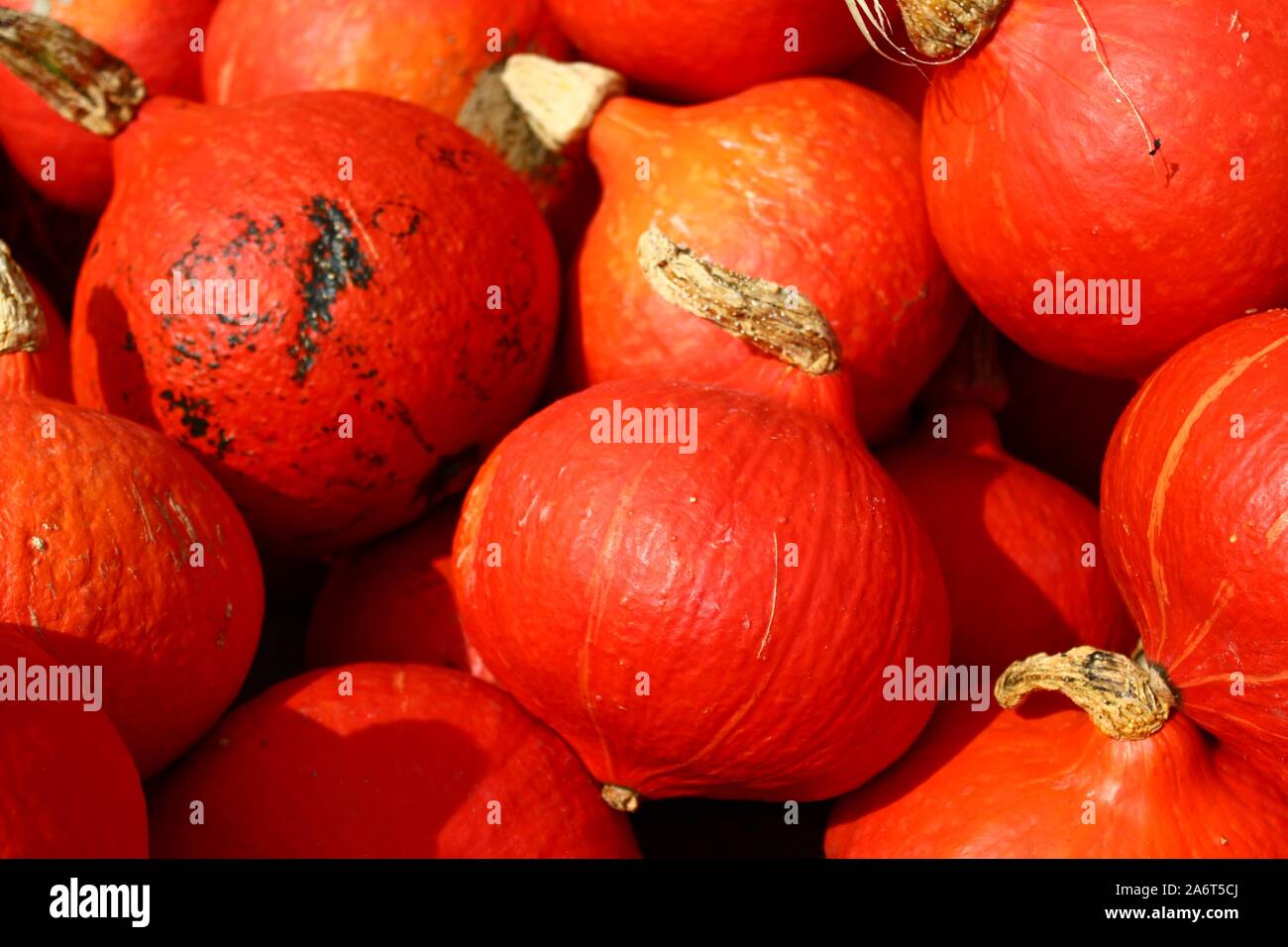 The picture shows many orange pumpkins Stock Photo - Alamy