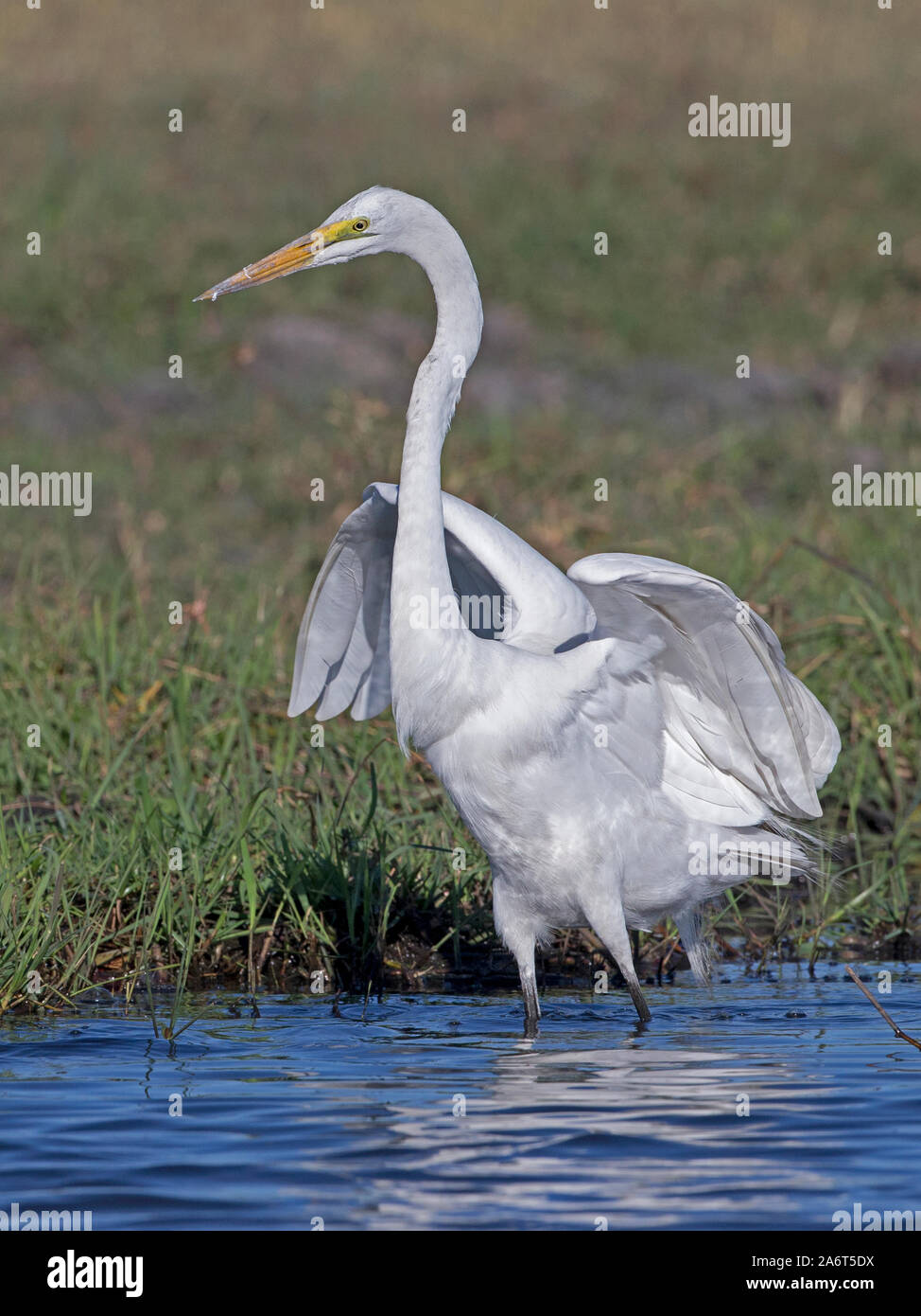 Great egret standing at water edge Stock Photo - Alamy