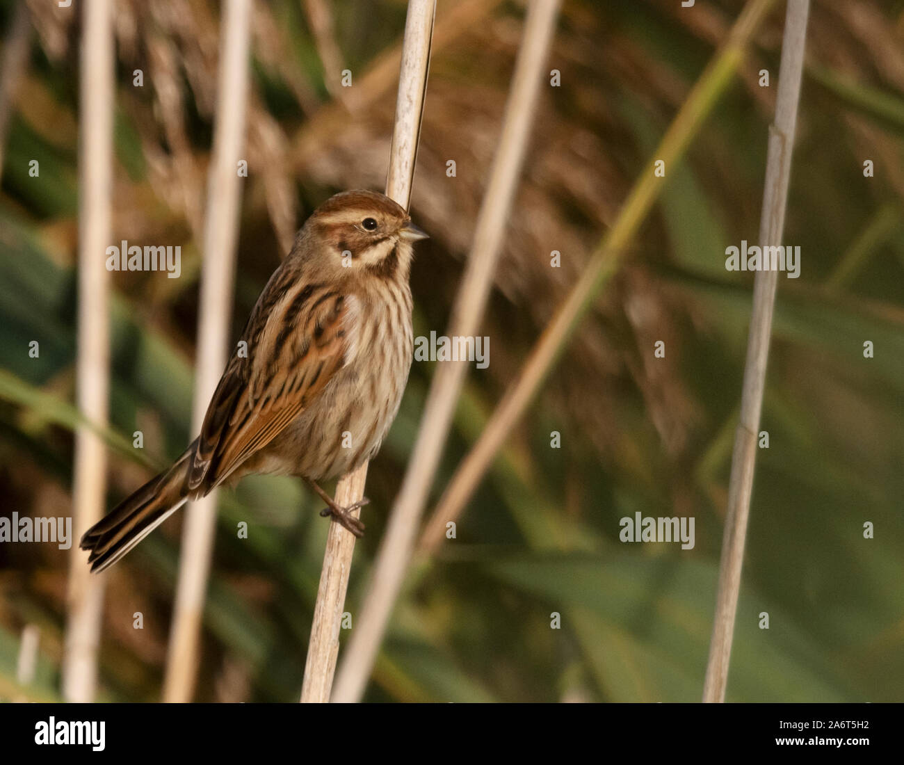 Female reed bunting perched hi-res stock photography and images - Alamy