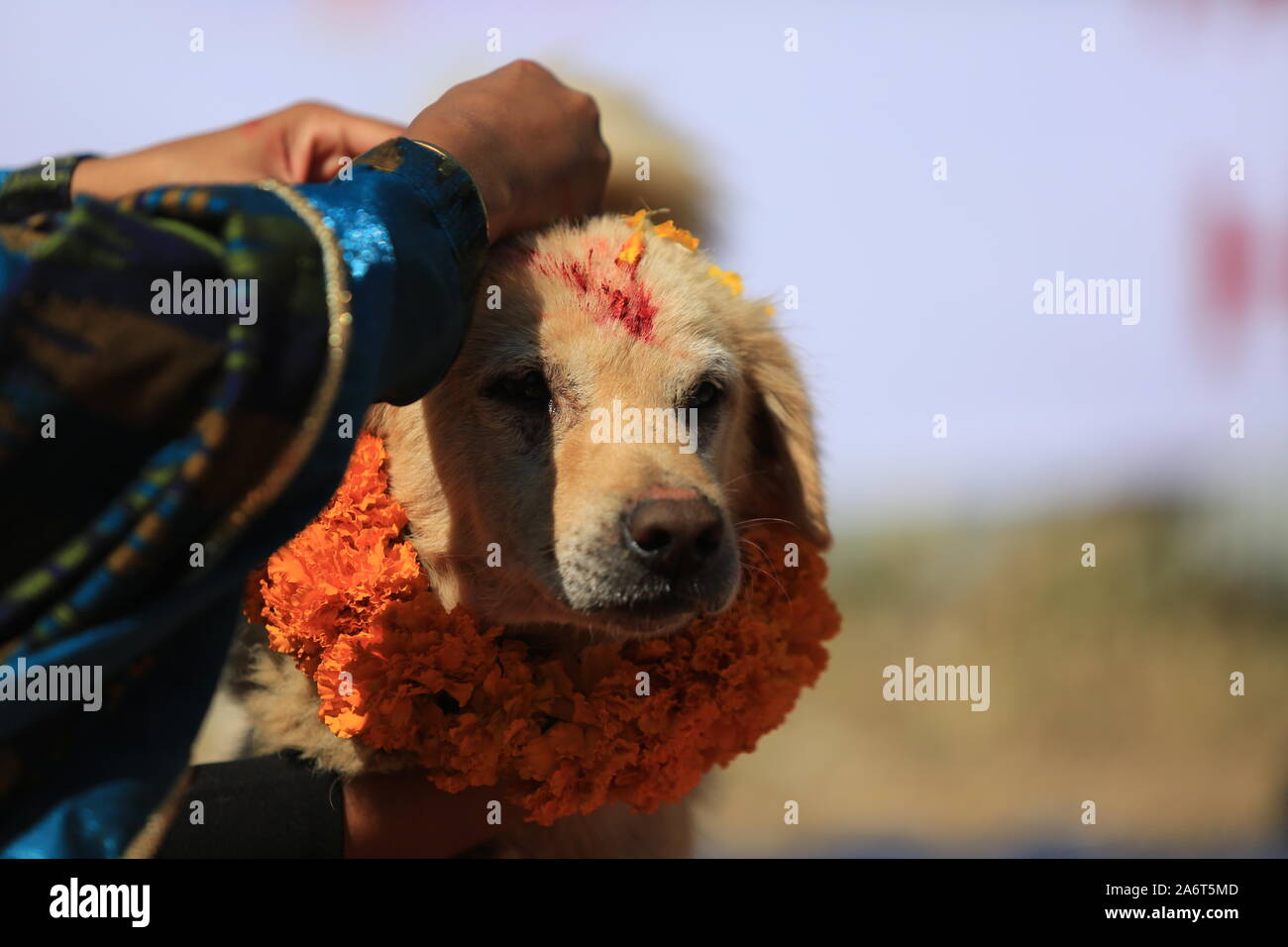 Festival of tihar hi-res stock photography and images - Alamy