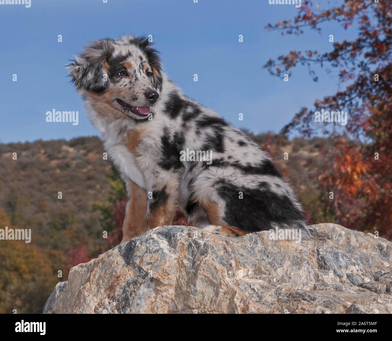 happy aussie australian shepherd puppy sitting on a marble boulder with ...