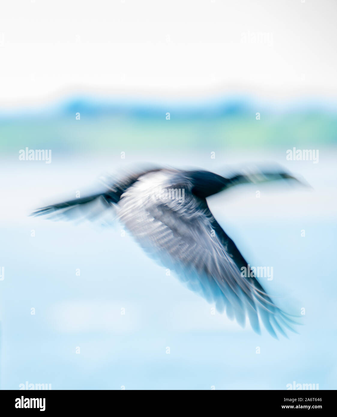 Large black bird blurred in flight with wings in down position ...