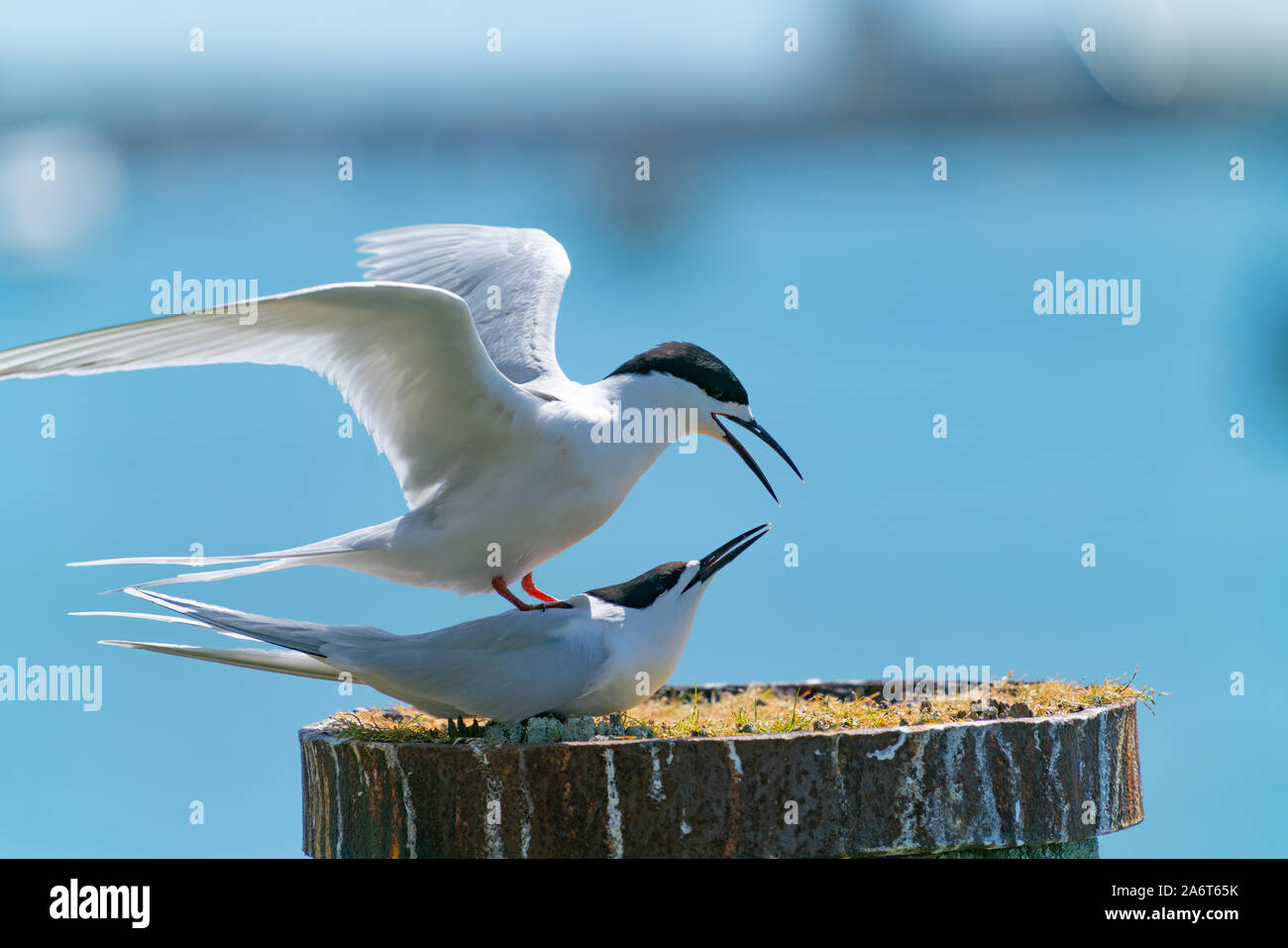 White-fronted tern nesting on old wharf piles near downtown in ...
