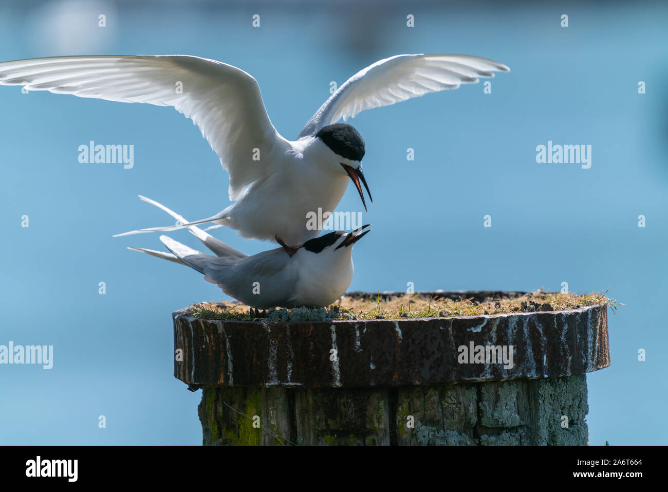 White-fronted tern nesting on old wharf piles near downtown in ...
