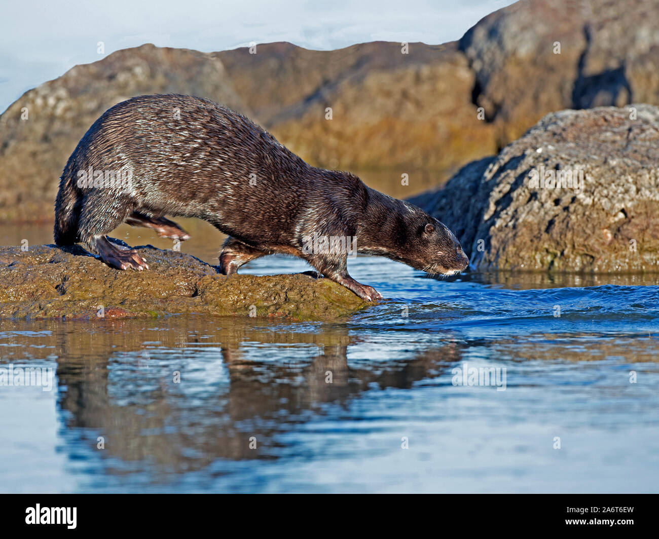 Spotted-necked otter jumping into water Stock Photo - Alamy