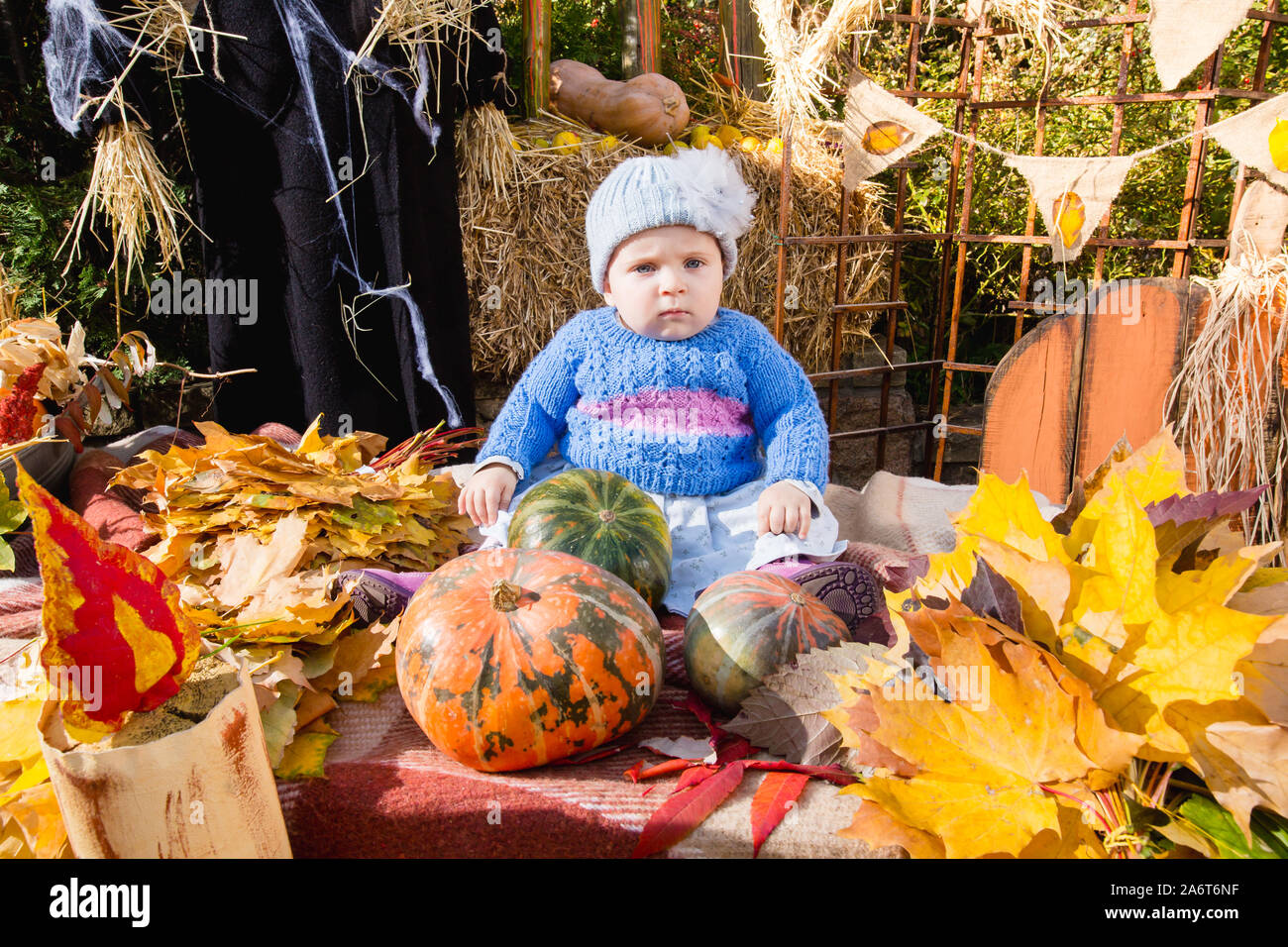 Beautiful pumpkin and fall foliage decoration for Halloween Stock Photo ...