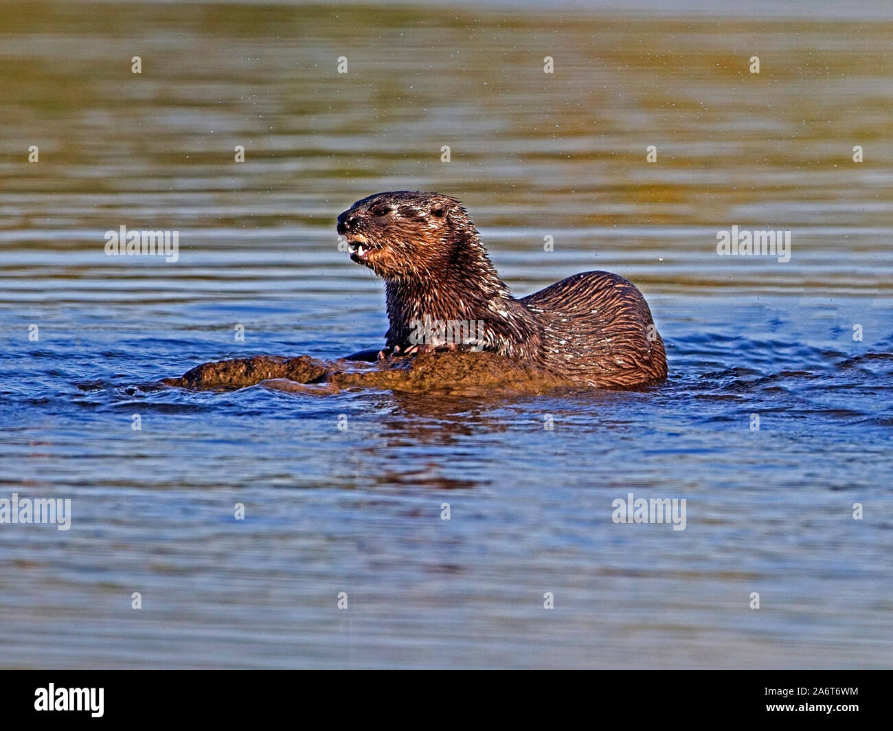 Spotted-necked otter on rock Stock Photo - Alamy