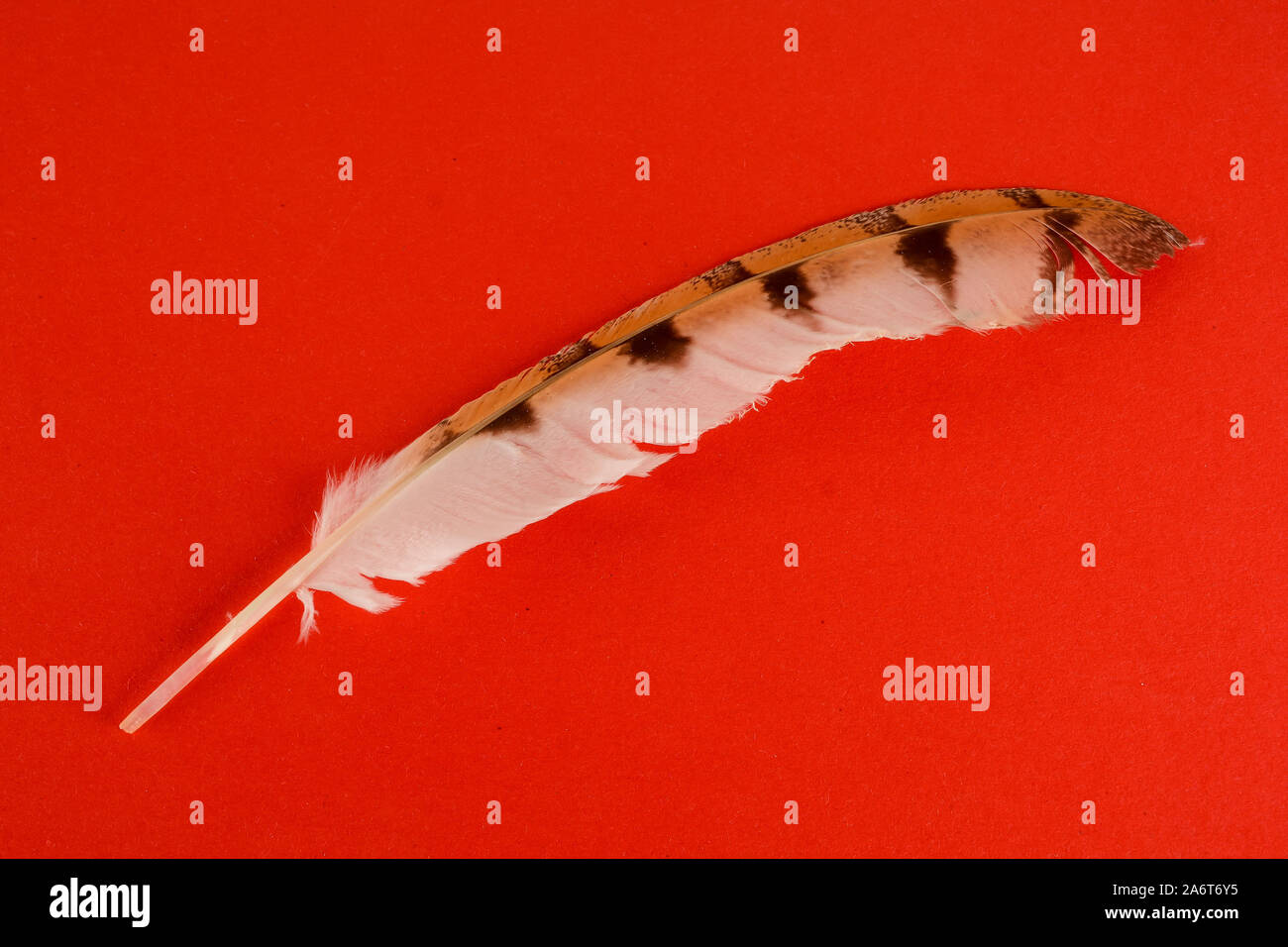 Close-up of feather plume Object on a White Background Stock Photo - Alamy