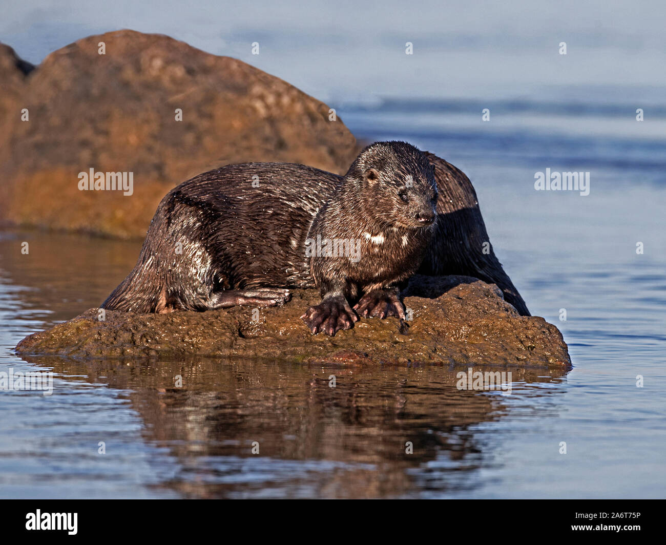 Spotted-necked otter on rock Stock Photo - Alamy