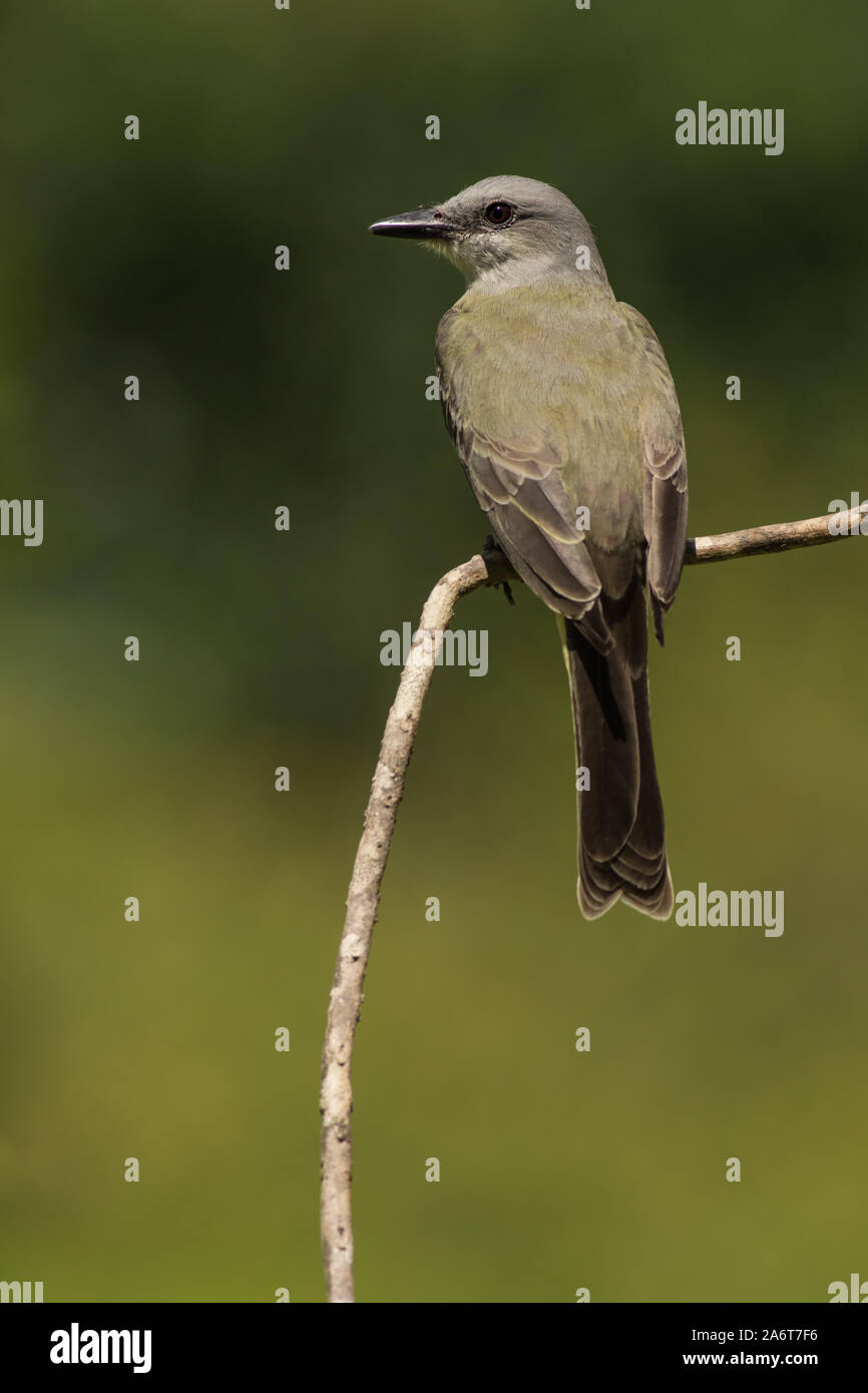 Like others flycatchers, Tropical Kingbirds perch on lone branches in ...