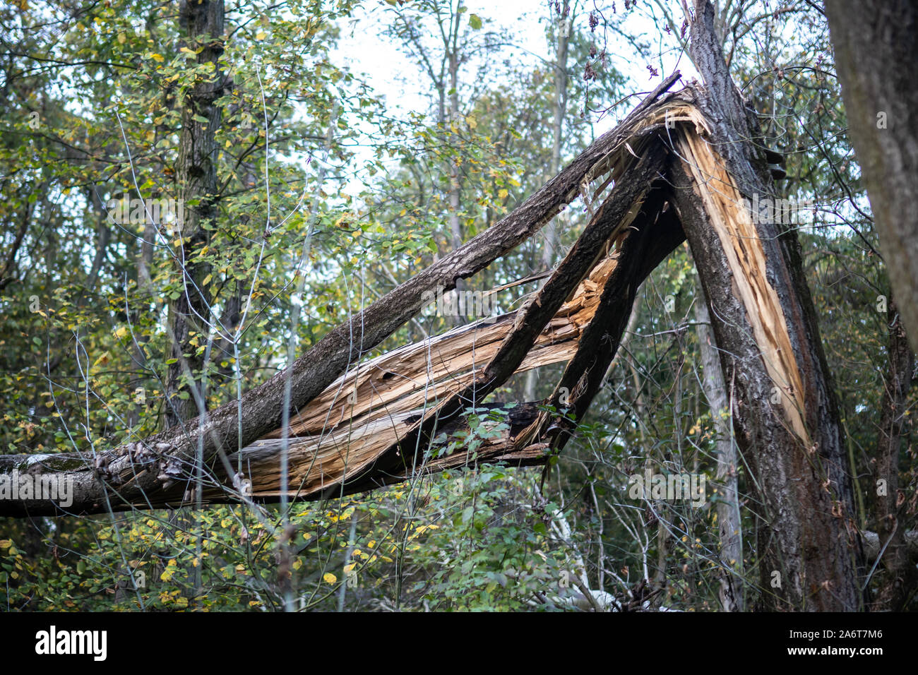 Heavily damaged tree after storm Stock Photo - Alamy